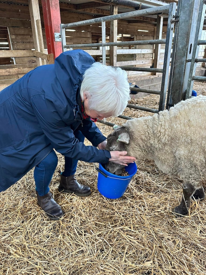 Hoe gaat het nu met “het eenzaamste schaap van Groot-Brittannië” na ...