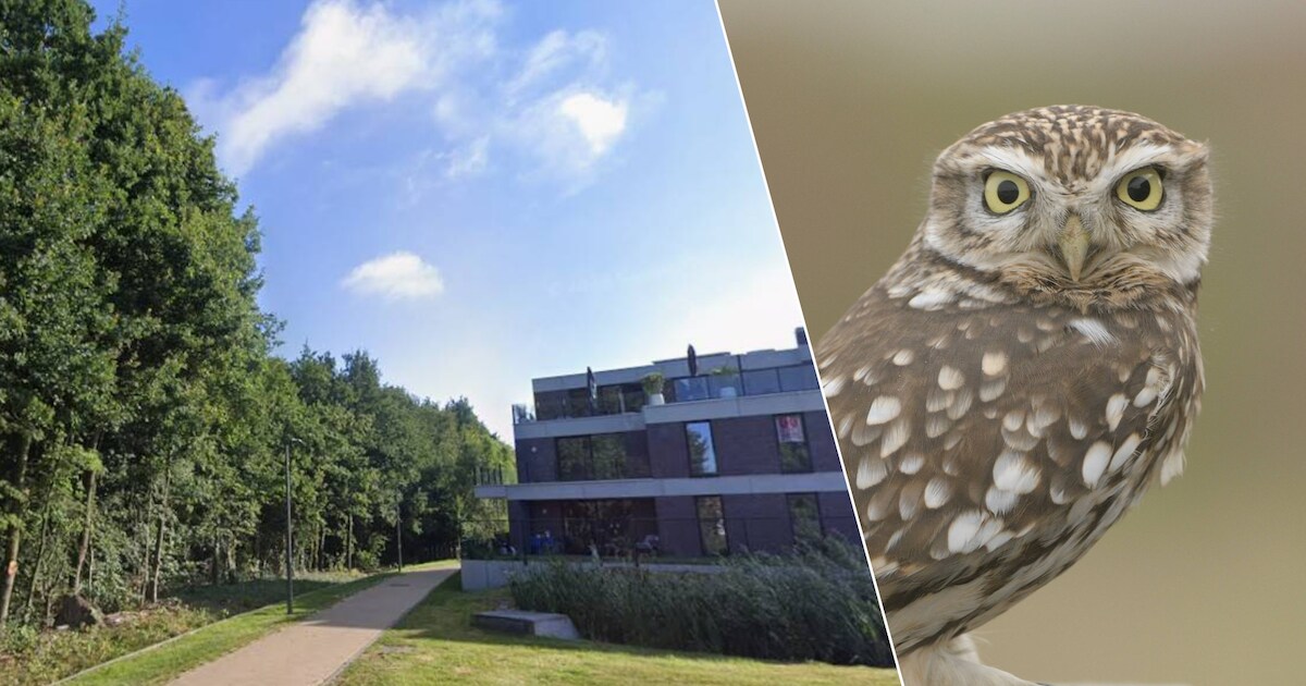 Politie rukt uit voor “hulpgeroep” in bosje in Burcht: dader blijkt uil ...