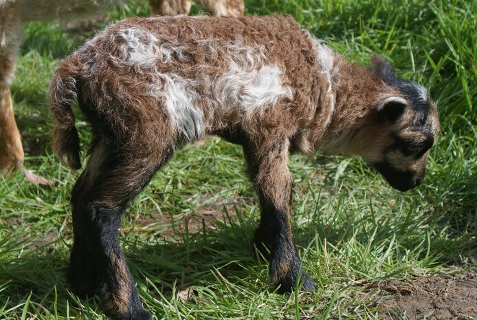 Lijger, scheit of walfijn: naast de zezels in Arendonk bestaan nog ...