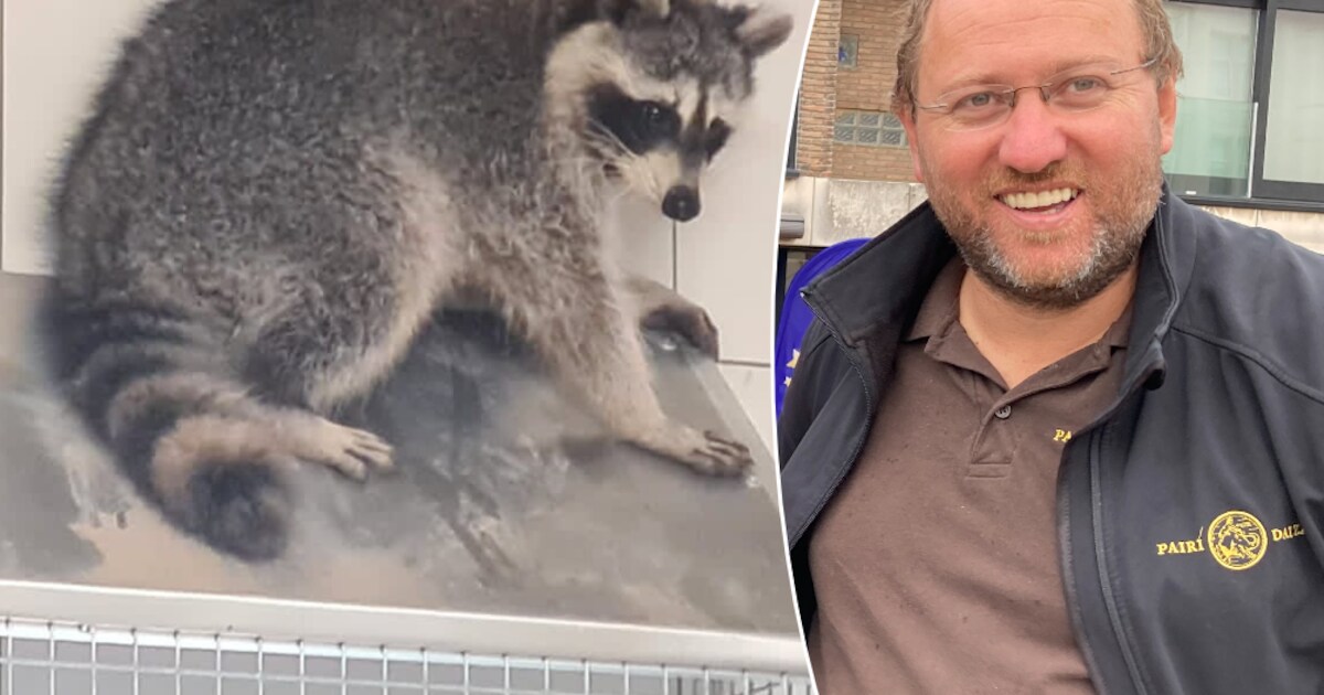 Wasbeer raakt als verstekeling vanuit de States in Zeebrugge, Pairi ...