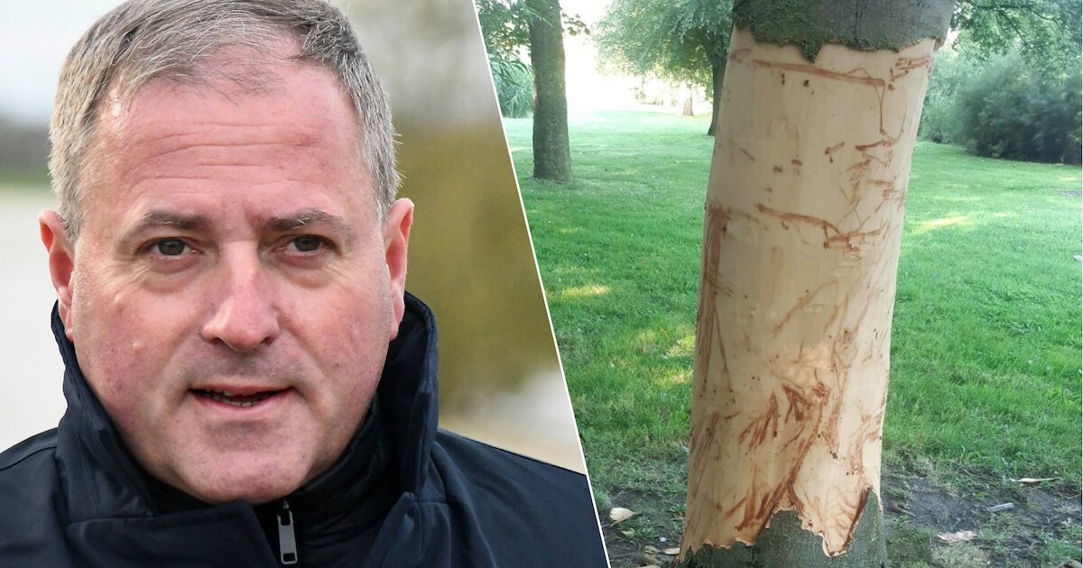 Vandalen ontschorsen boom in stadspark in Poperinge, stad dient klacht ...