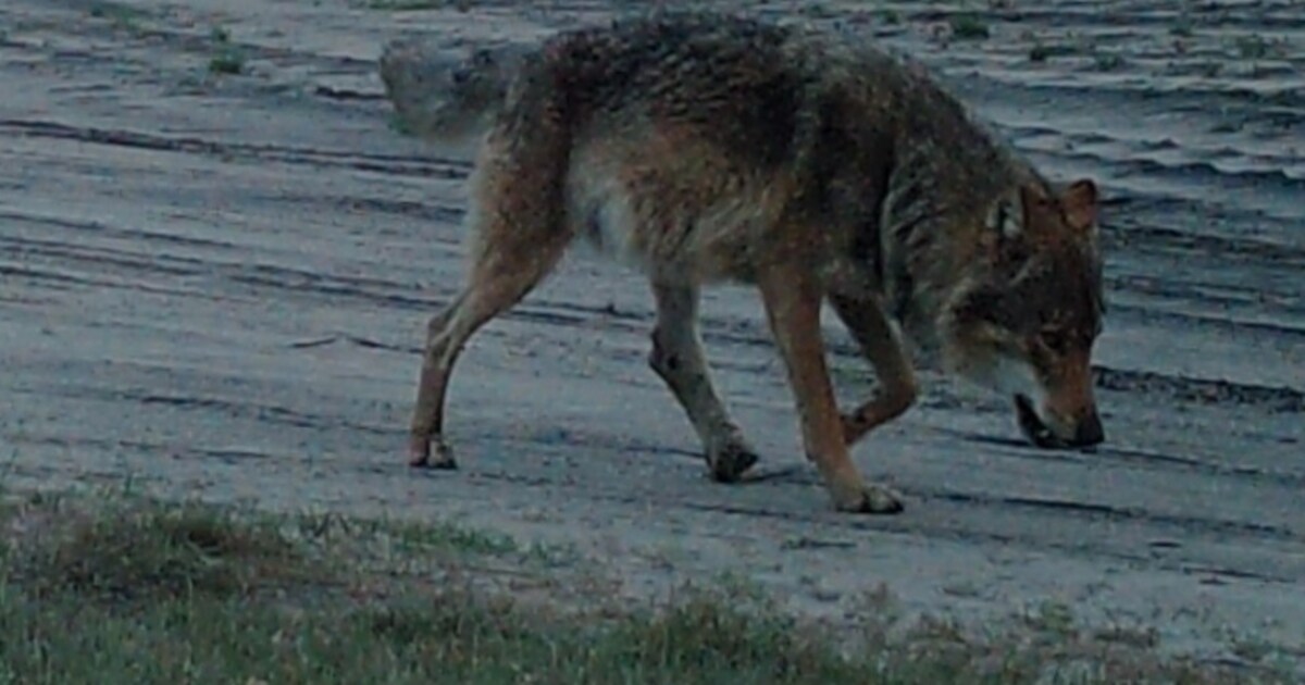 Wolf Maurice uit roedel Hechtel-Eksel is vermist: “Vermoeden dat hij ...