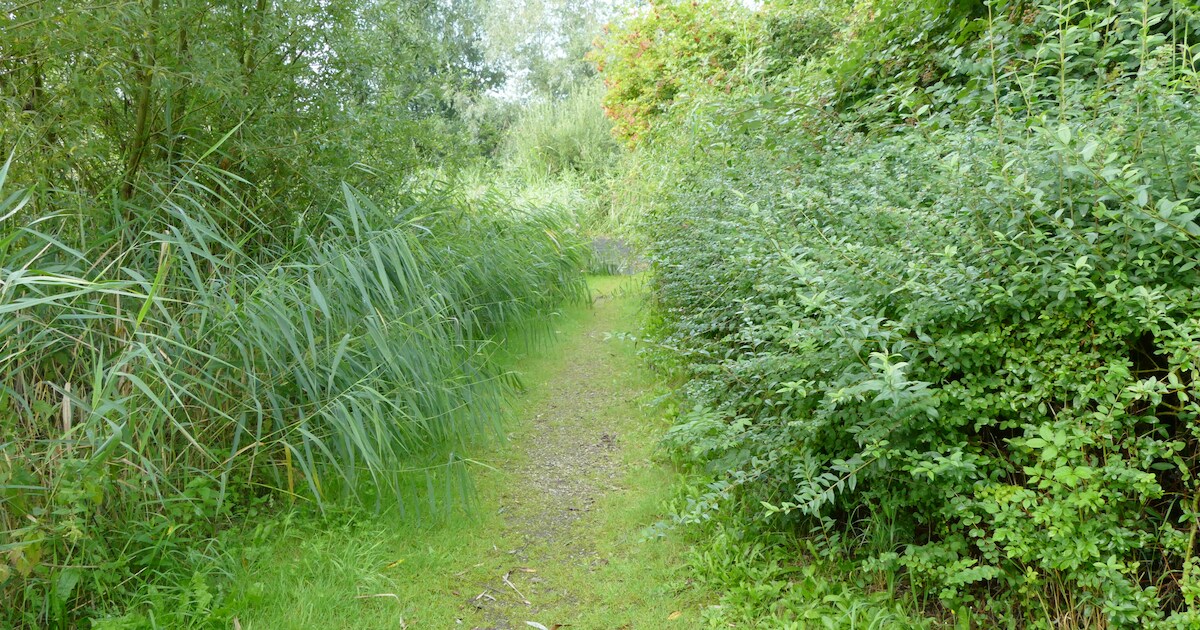 Oppositie vraagt meer aandacht voor park ‘s Heerenbeemden: “Wandelpaden ...