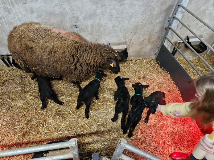 KIJK. Schaap bevalt van gezonde zesling in Tielt: “Ik heb ze toch een ...