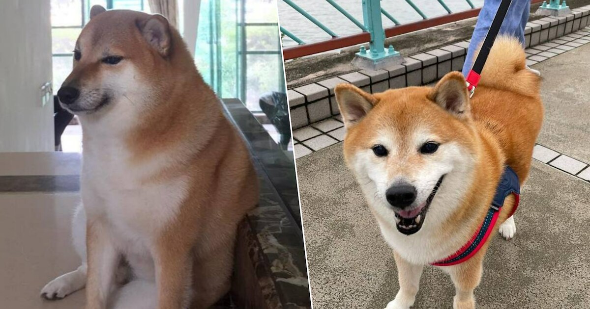 Wereldberoemde meme-hond Balltze is overleden: “Ik hoop dat hij de ...