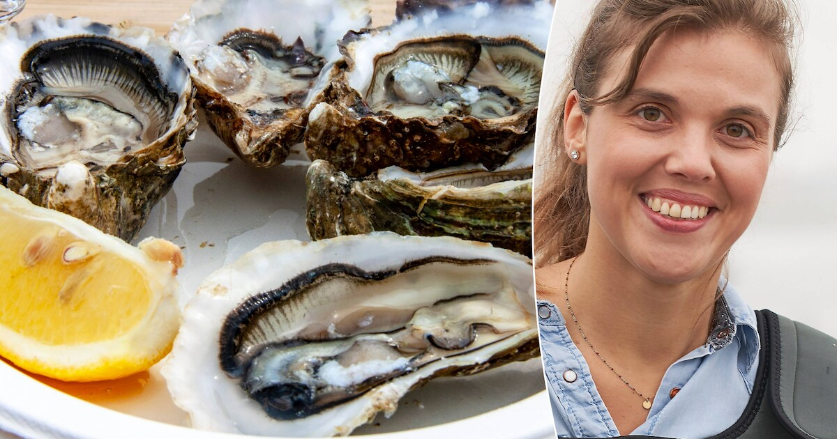 Zeeuwe oesterseizoen vanaf vandaag van start: in welke supermarkt koop ...