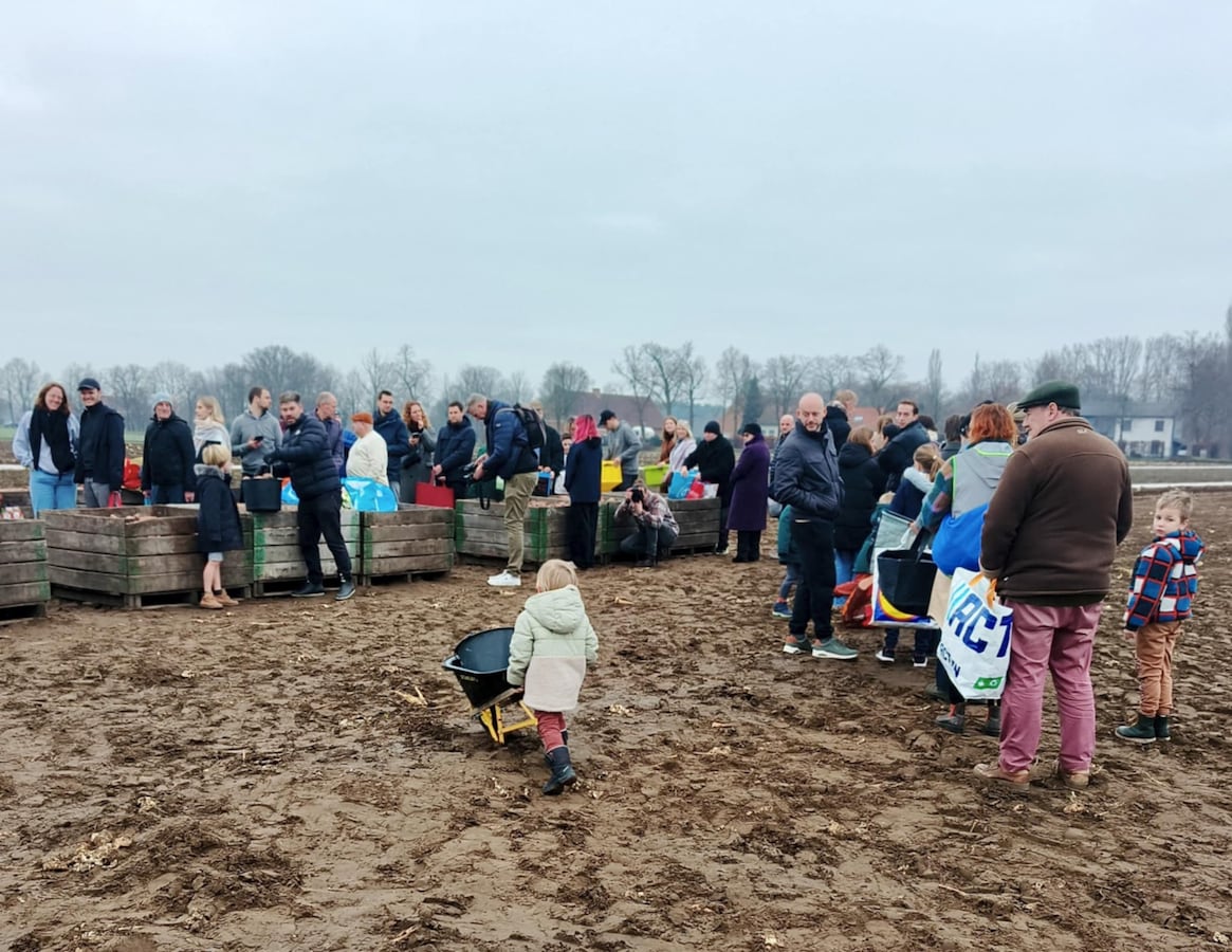 50 ton zoete aardappelen bijna verloren door strenge eisen in ...