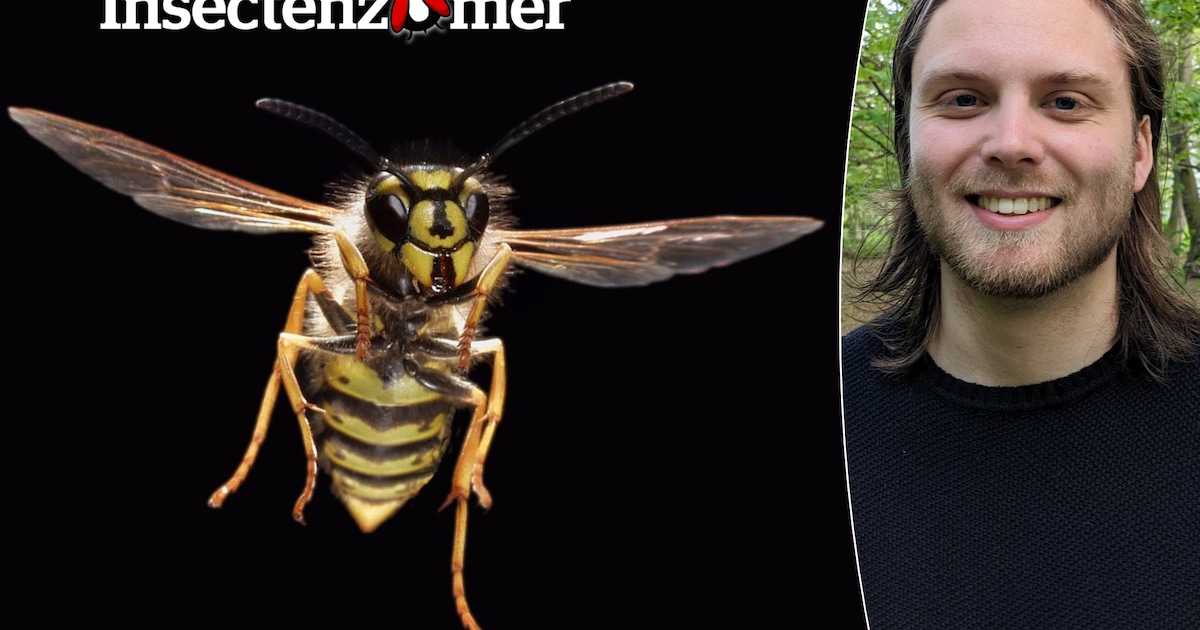 Wat doe je als een wesp jou steekt en hoe kan je het voorkomen? “Ben je ...
