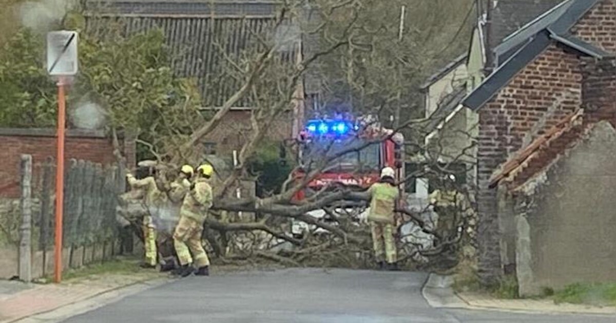 Omgewaaide boom dwars over Stokt | Erpe-Mere | HLN.be