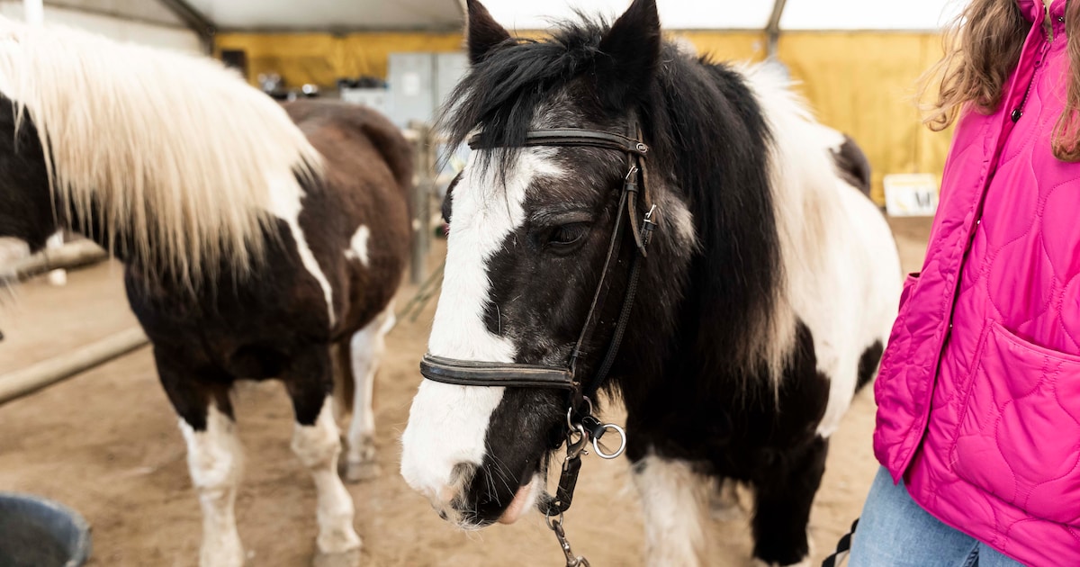 Paarden, rust en persoonlijke groei centraal op zomerkamp in Schoten ...