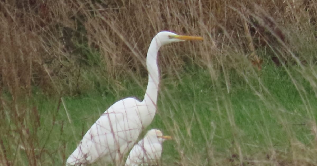 Watervogels spotten? Dan moet u zondag mee wandelen met Natuurpunt ...