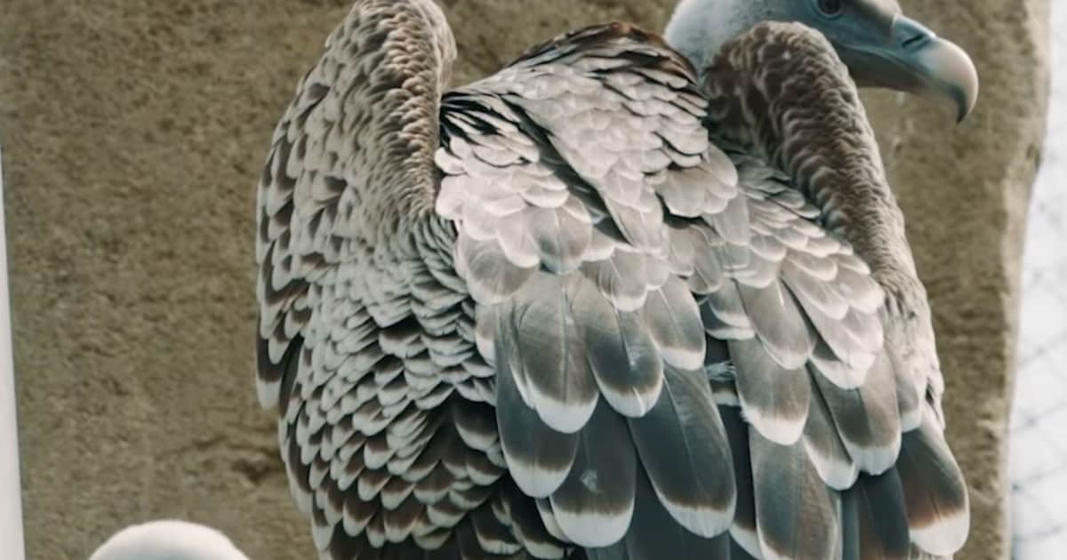 Primeur in ZOO Antwerpen: voor het eerst kuiken van indrukwekkende en ...