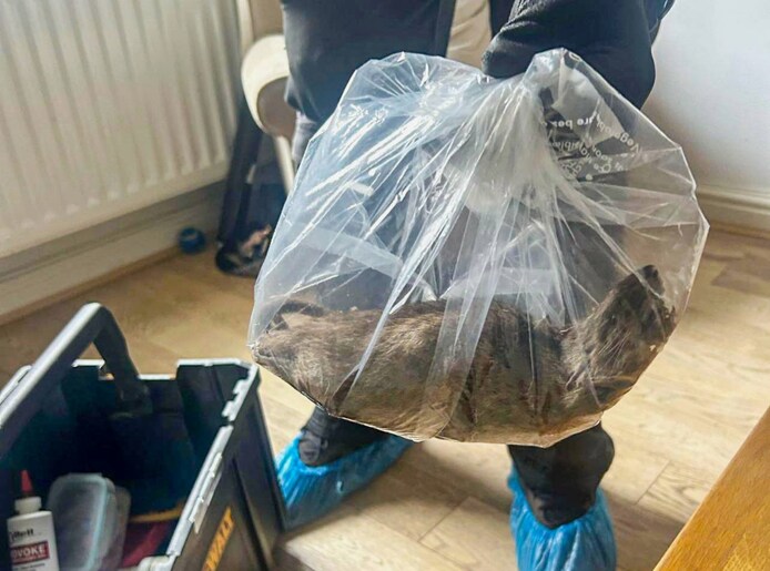 Ratten van 56 (!) cm groot rukken op in heel Europa (en dat is onze ...