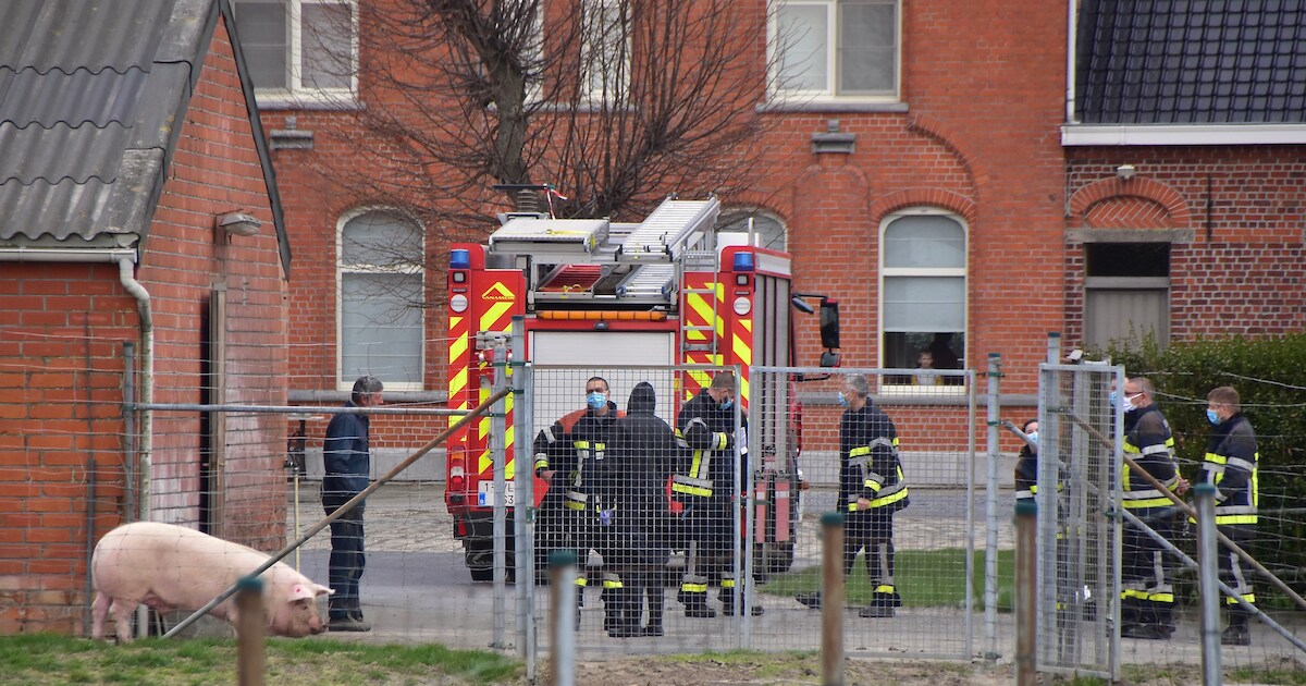 Brandweer haalt 15-tal varkens uit beerput, nadat stalvloer het begeeft | Pittem | hln.be