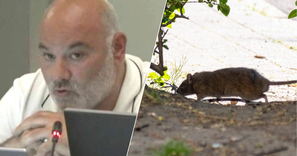‘Rattenplaag’ in Leut op gemeenteraad besproken: “Er slingert vooral ...