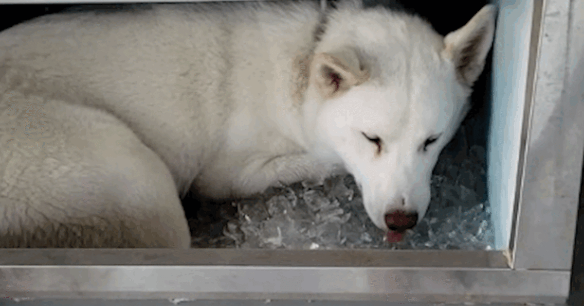Het is een hete dag en husky Mako is spoorloos. Tot zijn baasjes een ...