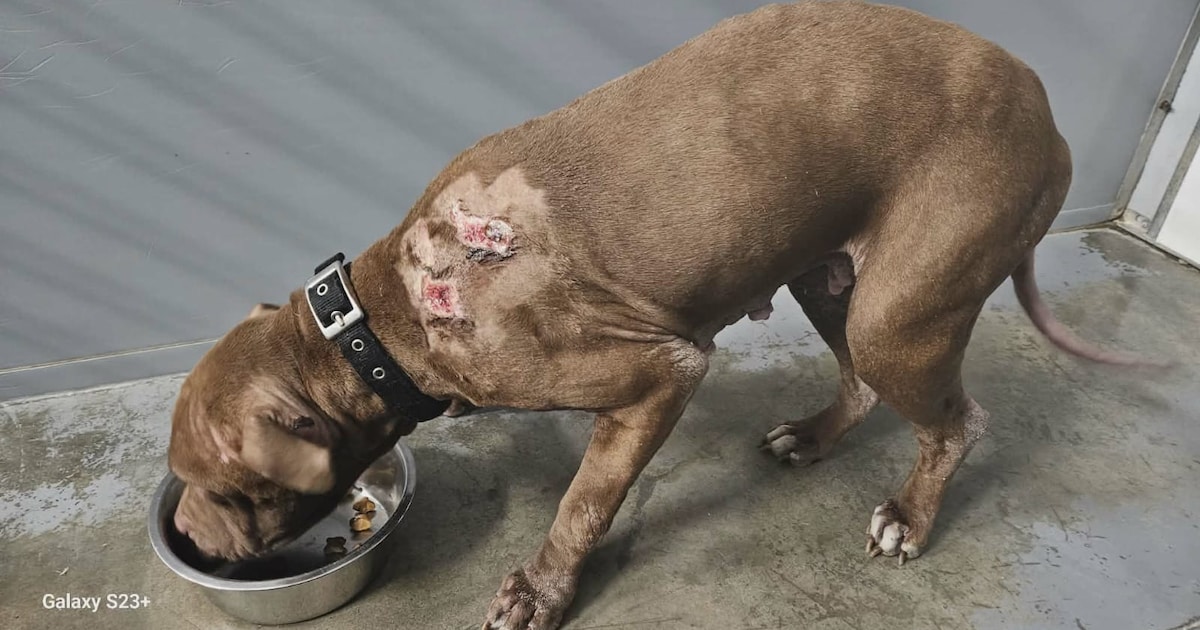 Zwaar verwaarloosde hond Emma overleden na inbeslagname in Gingelom ...