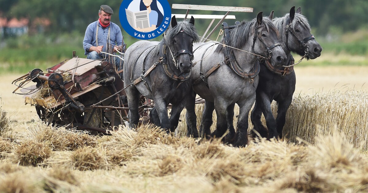 Korenaren rapen met de hand en verzamelen in de moederkeszak | Regio ...