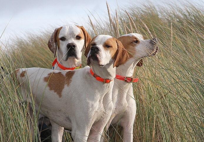 Man (64) voor rechter na dumpen dode hond langs de weg | Ieper | hln.be