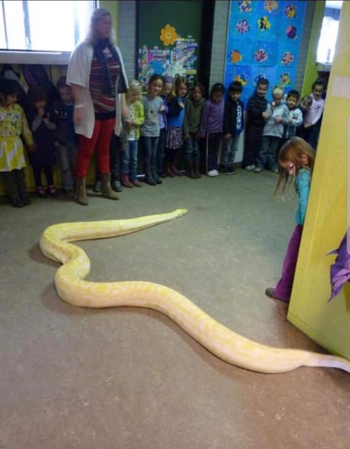 Eigenaars van in beslag genomen tijgerpython kapot van verdriet maar ...