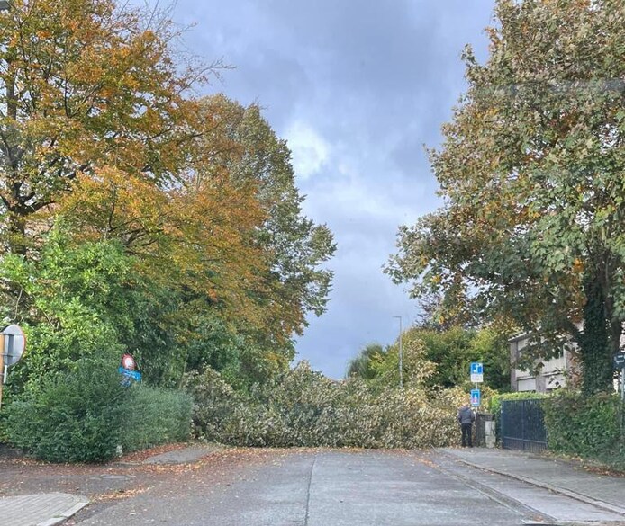OVERZICHT. Storm Ciarán laat spoor van vernieling achter in Vlaanderen ...