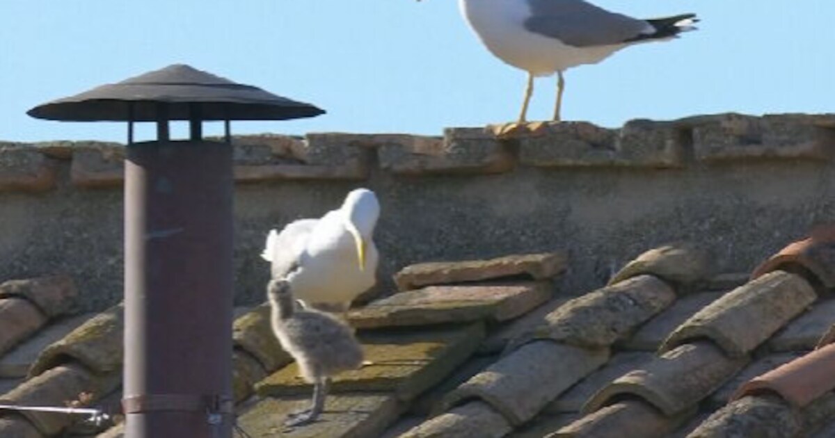 KIJK. Gezin meeuwen steelt de show wanneer witte rook te zien is | De ...