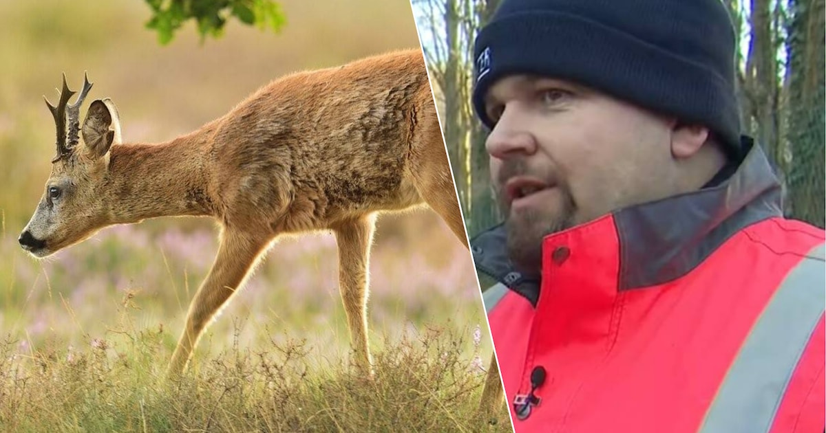 Groendienst is verontwaardigd na vondst van dode ree zonder kop in ...