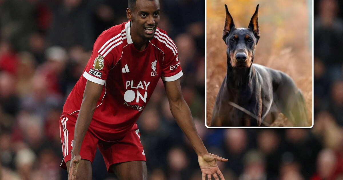 Ook Toby Alderweireld deed het: Liverpool-spits Alexander Isak koopt ...