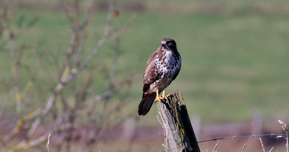 Roofvogelwandeling in de Palingbeek: “Je spot misschien een buizerd of ...