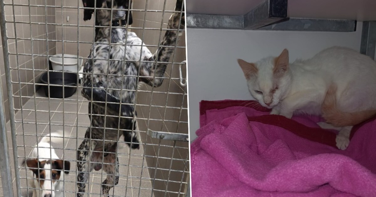 Dierenasiel van Sint-Truiden haalt 34 katten uit één huis en verwelkomt ...