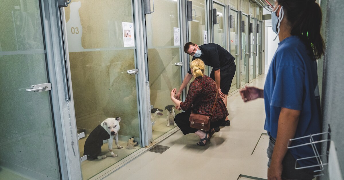 Bouw van ‘geluidsmuur’ aan dierenasiel is gestart: 440.000 euro moet ...