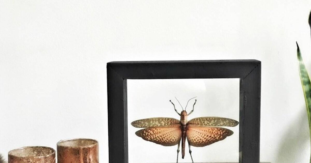 Het dode dier leeft | Nieuws | hln.be