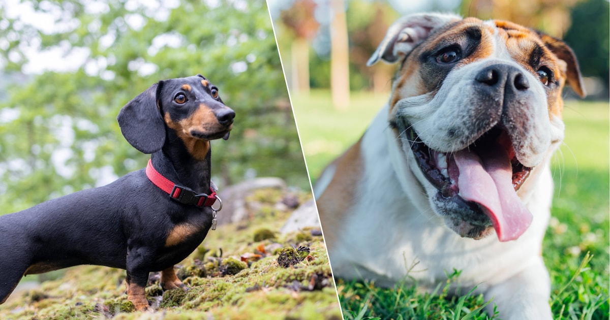 Honden met lange neus leven langer dan honden met platte neus ...