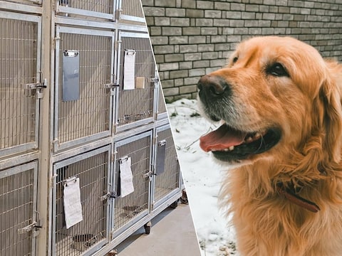 Meer dan 1 miljoen mensen zien zoekertje voor golden retriever Pasha (3 ...
