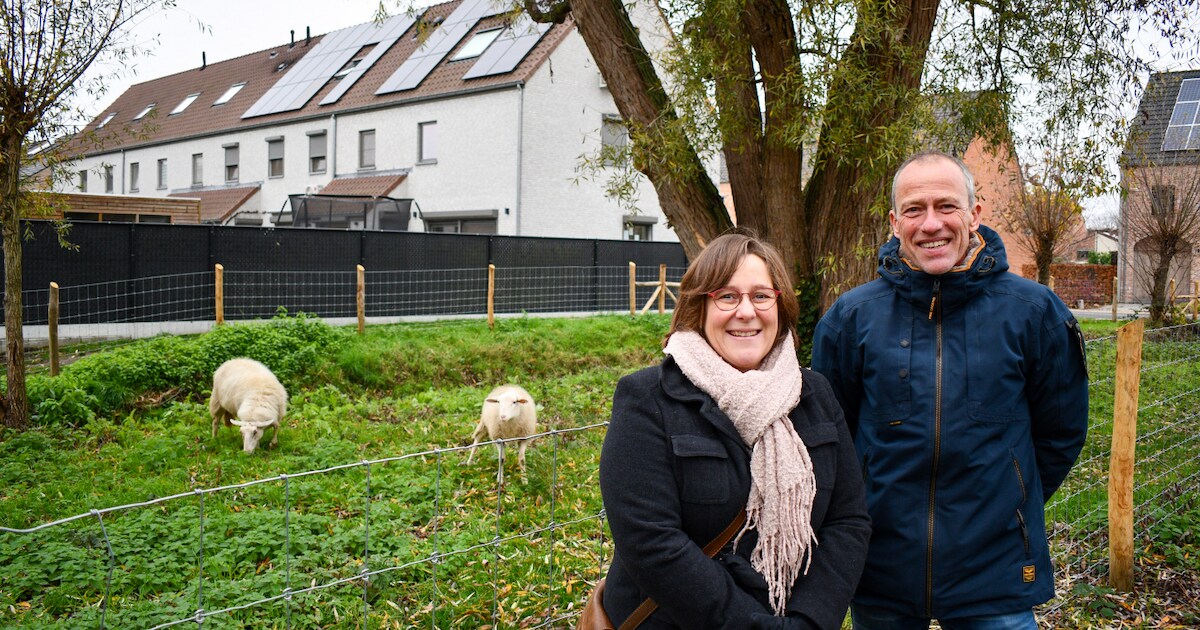 “Deze schaapjes zijn onze ecologische grasmaaiers”: Walter Luytenplein ...