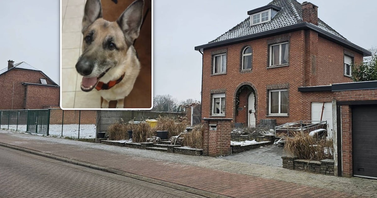 Vrienden springen in de bres voor Stijn, die hond verloor bij zware ...