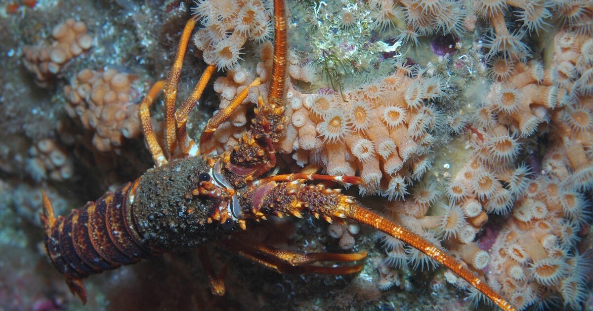 Blue Nature Alliance wil 18 miljoen vierkante kilometer oceaan ...