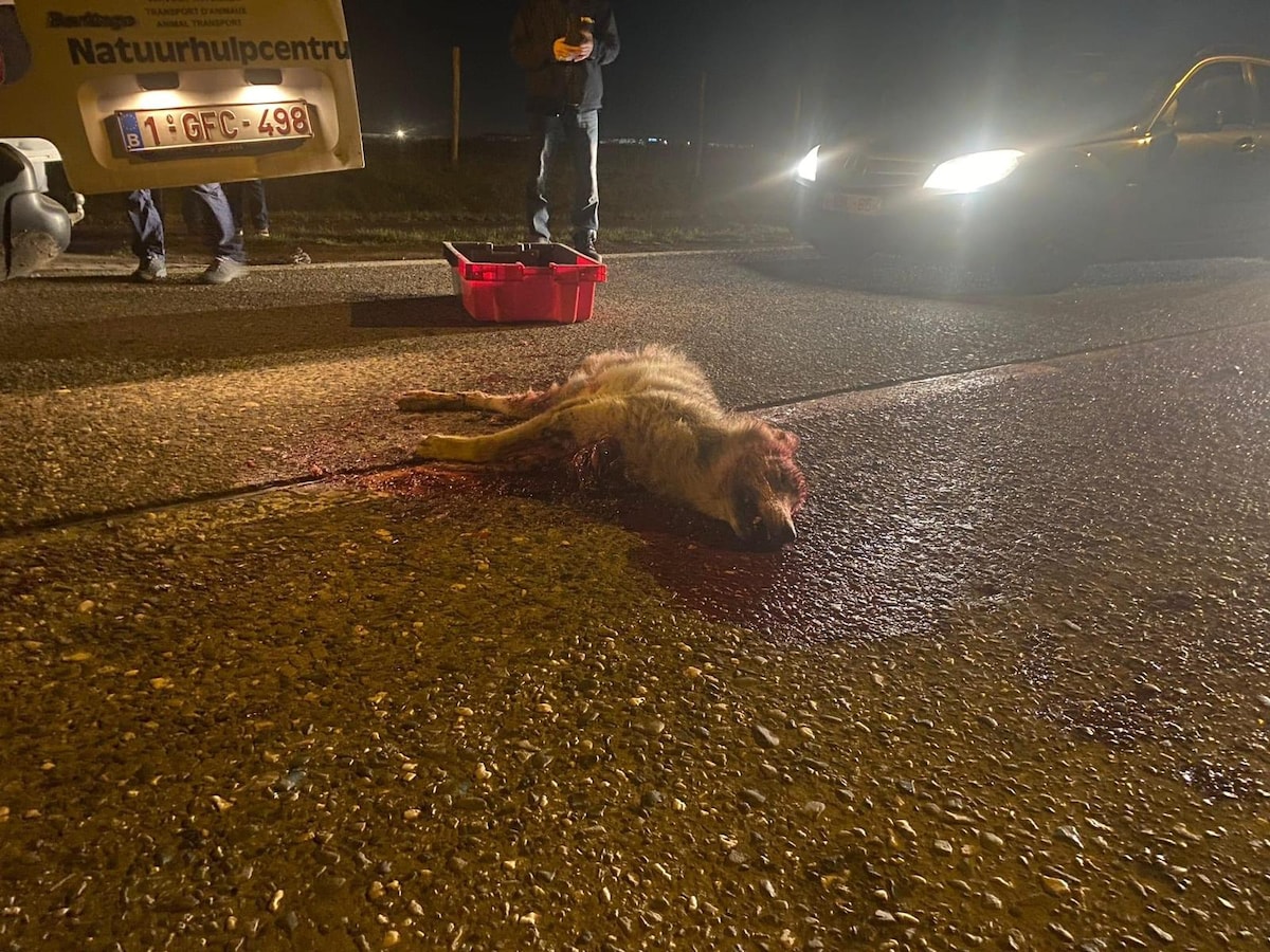Vannacht werd wolf nummer 20 aangereden in Vlaanderen en het zal niet ...