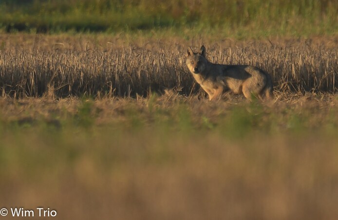 Minstens drie gezonde wolvenwelpen in Limburg: Welkom Wolf verwacht nog ...