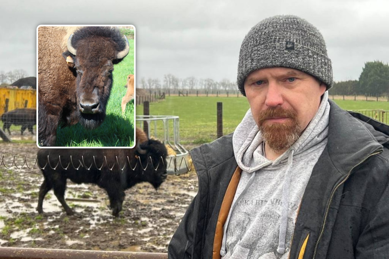 Bizon­fokker Bert verliest Belle Star, de ‘chef’ van zijn kudde ...