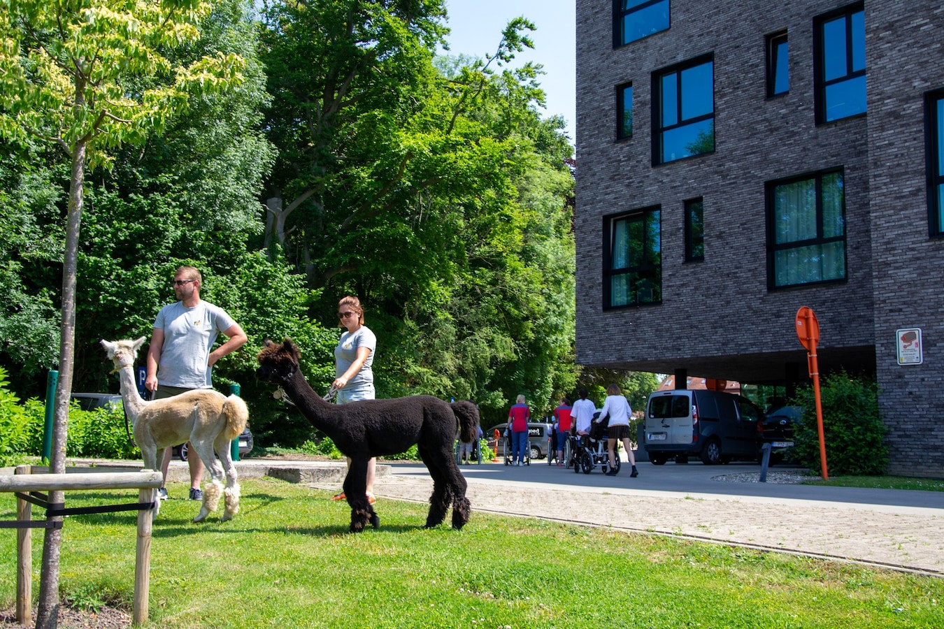 Rusthuisbewoners krijgen alpaca’s op bezoek: “Tot groot plezier van ...