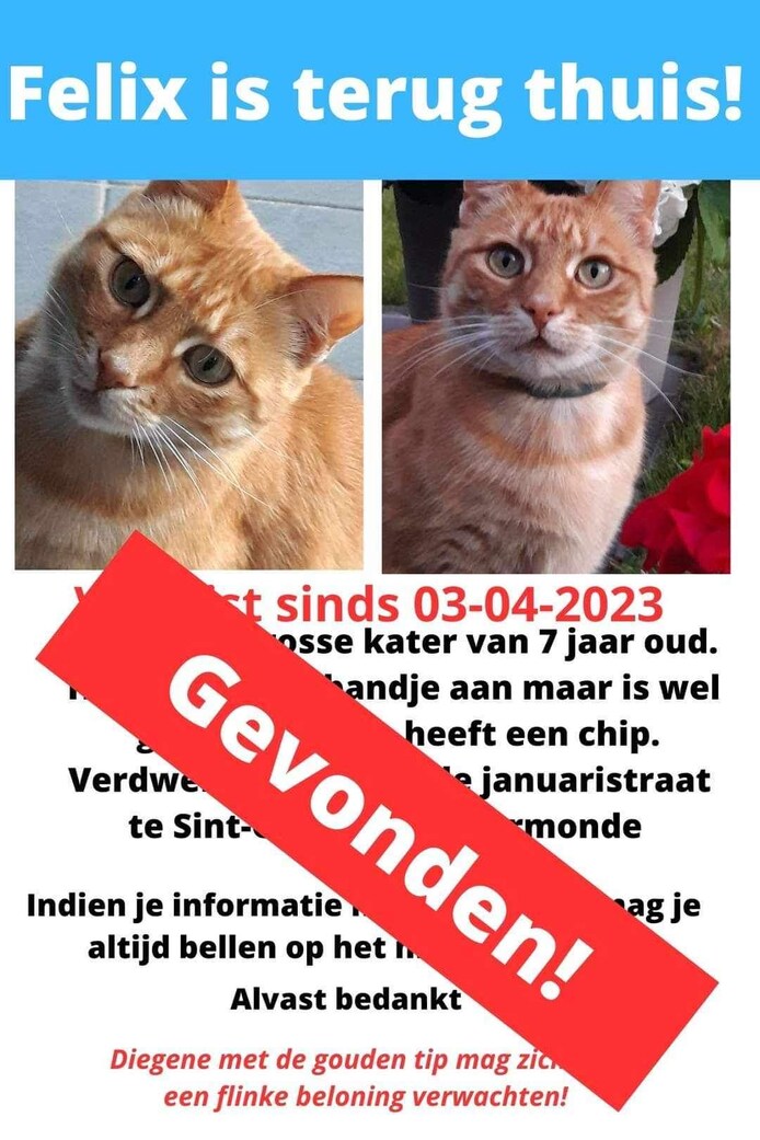 “Dit is een mirakel”: rosse kater na 3,5 maand weer thuis | Dendermonde ...