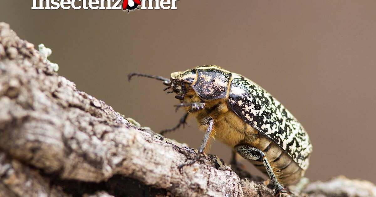 Meikevers kennen we allemaal, maar heb je al van de julikever gehoord ...