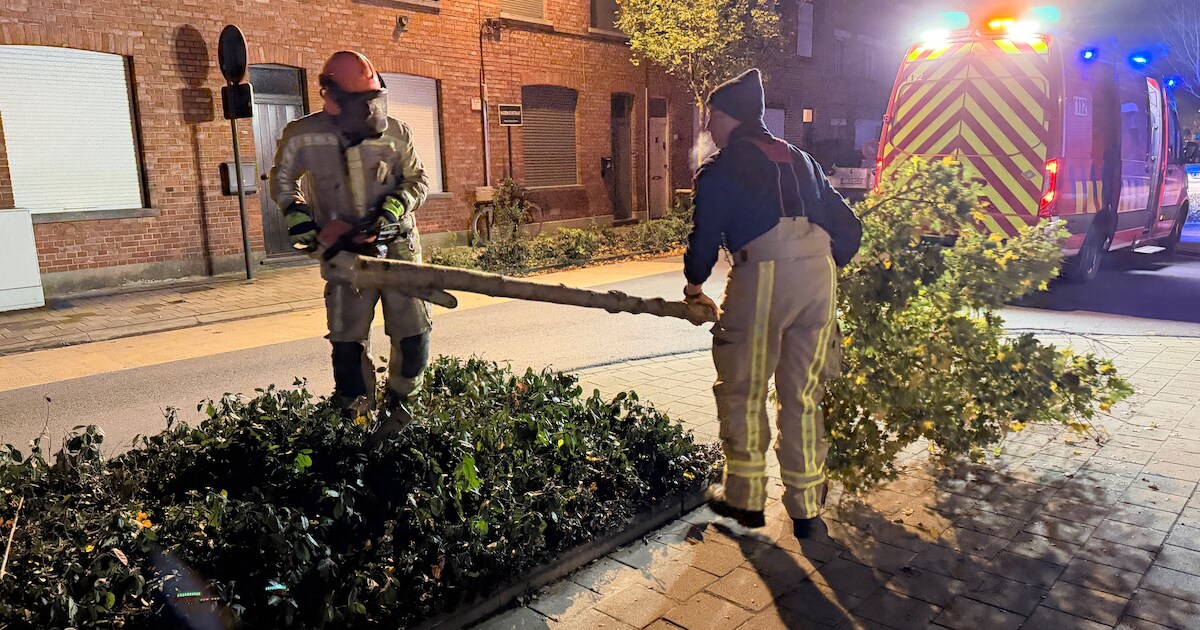 Brandweer verwijdert boompje dat door wagen werd aangereden | Brugge ...