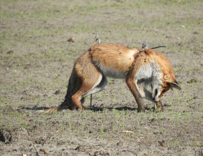 Nederlandse fotograaf doet lugubere ontdekking: dode vos ‘opgezet’ met ...
