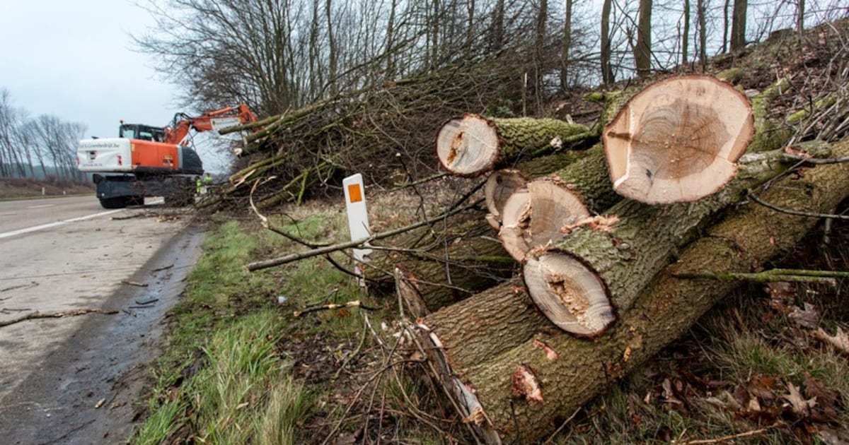 Hakhoutbeheer langs de A19: “Dreigen op termijn op de weg te vallen” | Ieper | HLN.be