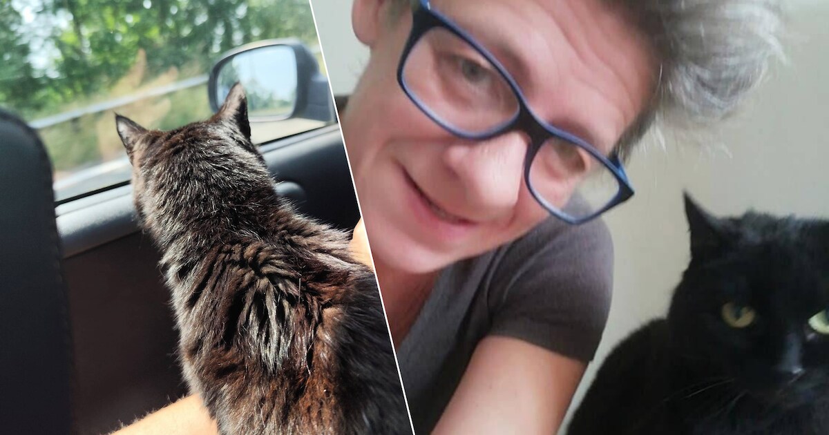 Wieza vindt haar kat Poekie (18) na drie weken terug op meer dan 100 km ...