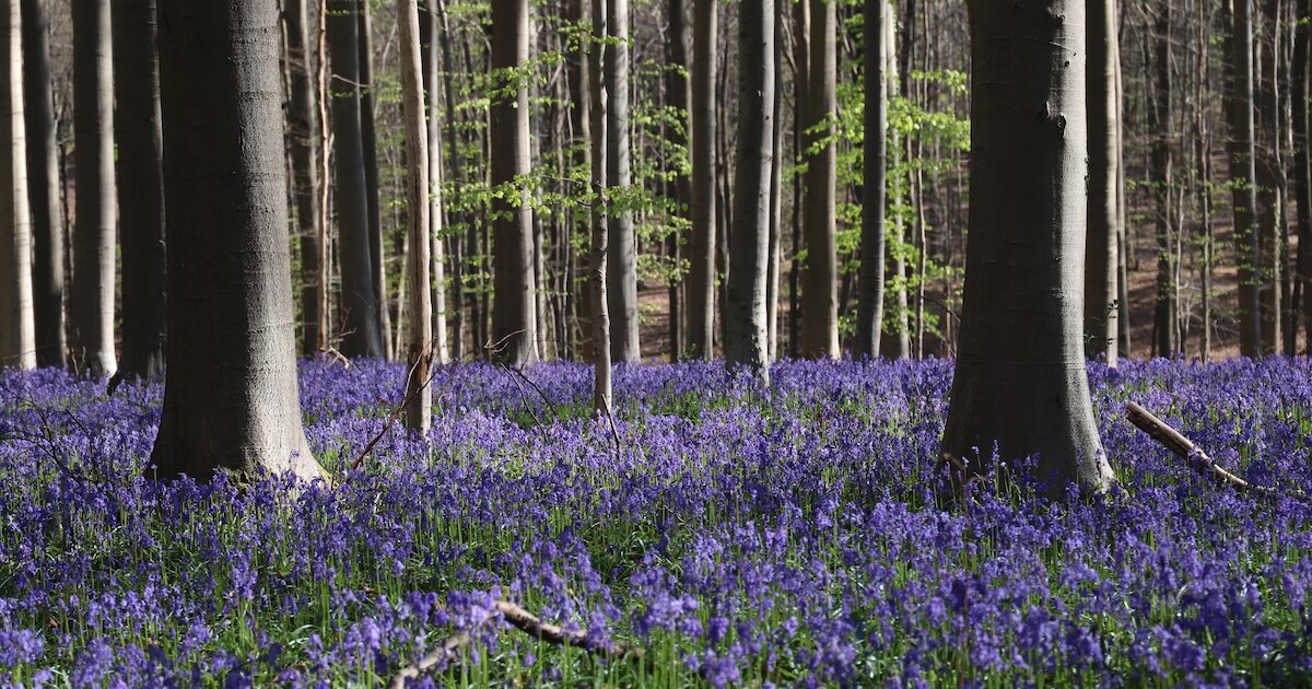 Immens populair hyacintenfestival in Hallerbos gaat binnenkort van ...