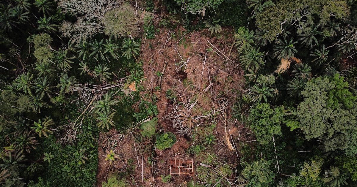 Nieuwe uitbraak van de pest in Congo: al meer dan 500 besmettingen en ...