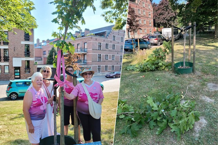 Pink Ribbonettes herstellen hun boom na vandalisme: “Een wonder zoals ...